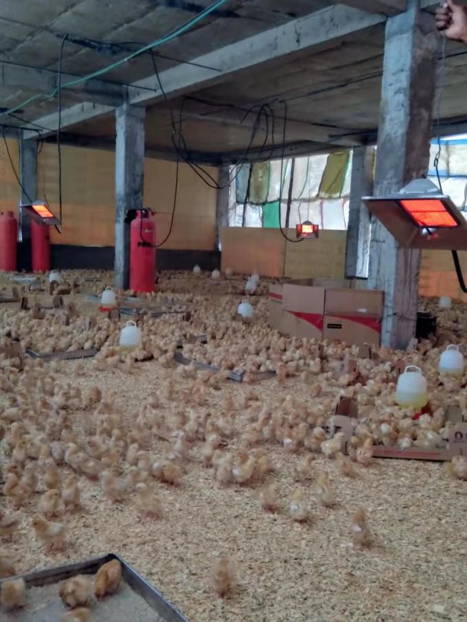 Adjustable Infrared Brooder Heater Low Consumption Fire Poultry Farming ...
