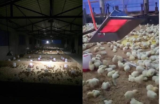 Chick Biogas Gas Brooder Heater Infrared Farm Heating THD2606