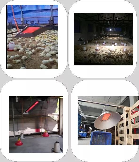 Galvanized Plate Poultry Brooder Heater NG Biogas Propane Chicken Coop ...